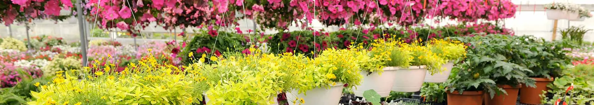 Bamboo phyllostachys humilis, Bamboo plant - Windy Willows